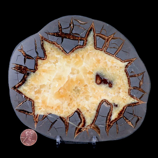 6.2" Septarian Dragon Stone Polished Slice Mineral Specimen Utah Stand