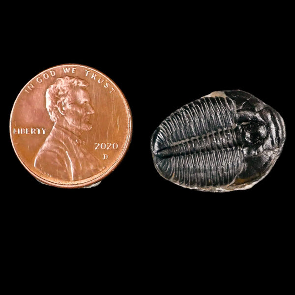 0.8" Elrathia Kingi Trilobite Fossil Utah Cambrian Age 521 Million Years Old COA