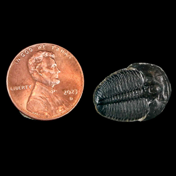 0.7" Elrathia Kingi Trilobite Fossil Utah Cambrian Age 521 Million Years Old COA