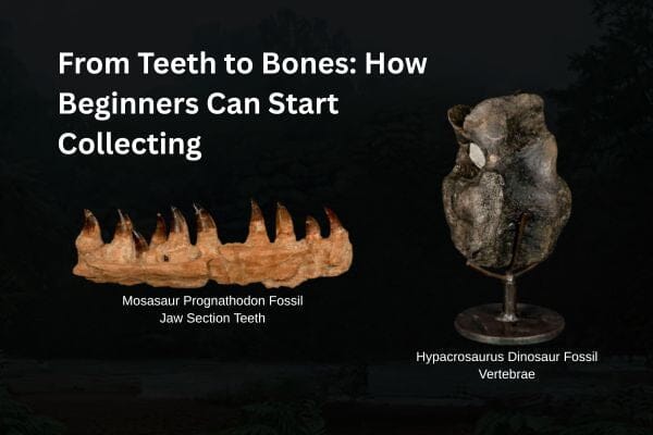 Beginner Guide to Collecting Dinosaur Teeth and Bones