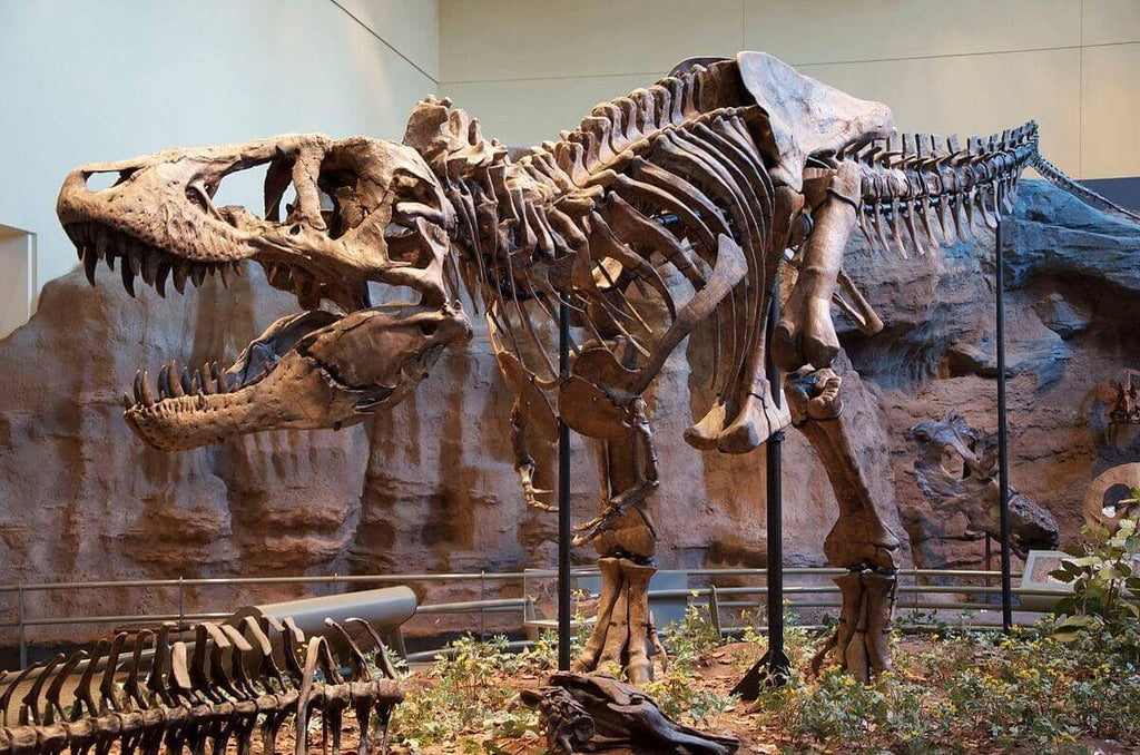 Real Dinosaur Fossils for Sale
