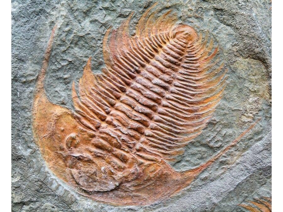 Why the Most Common Fossils Are Rich in Marine Environments?