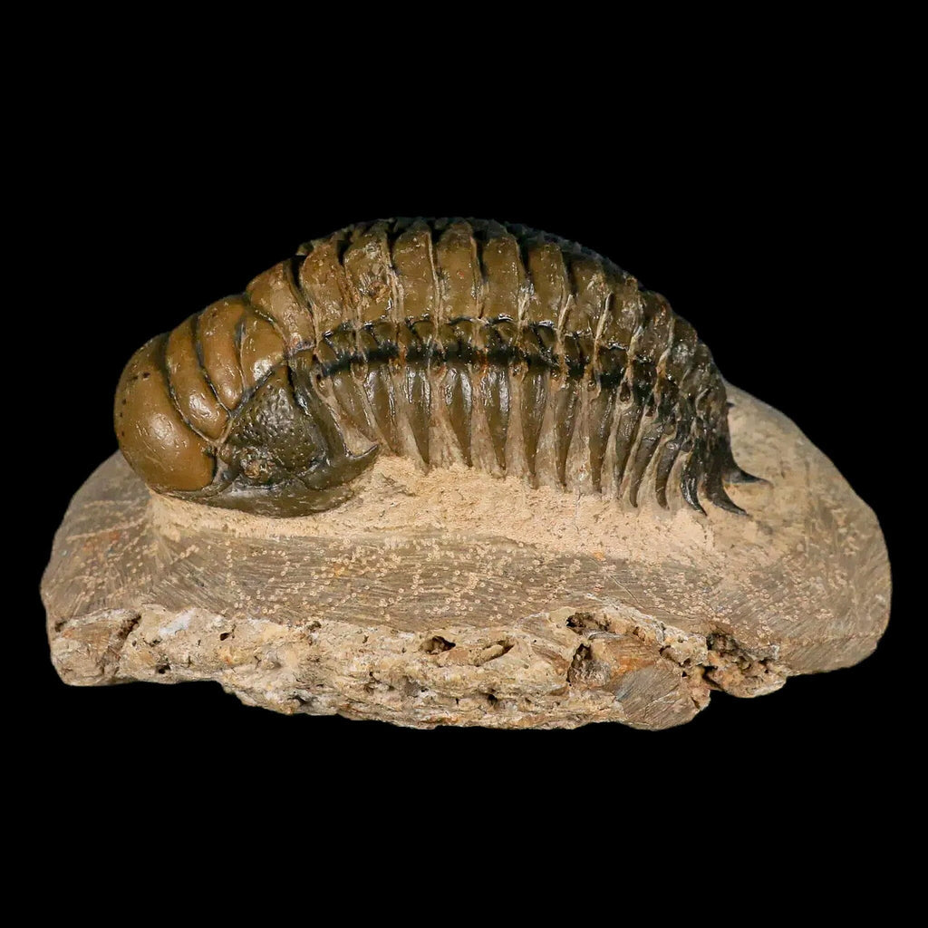 Trilobite Fossils | Ancient Cambrian & Paleozoic Specimens