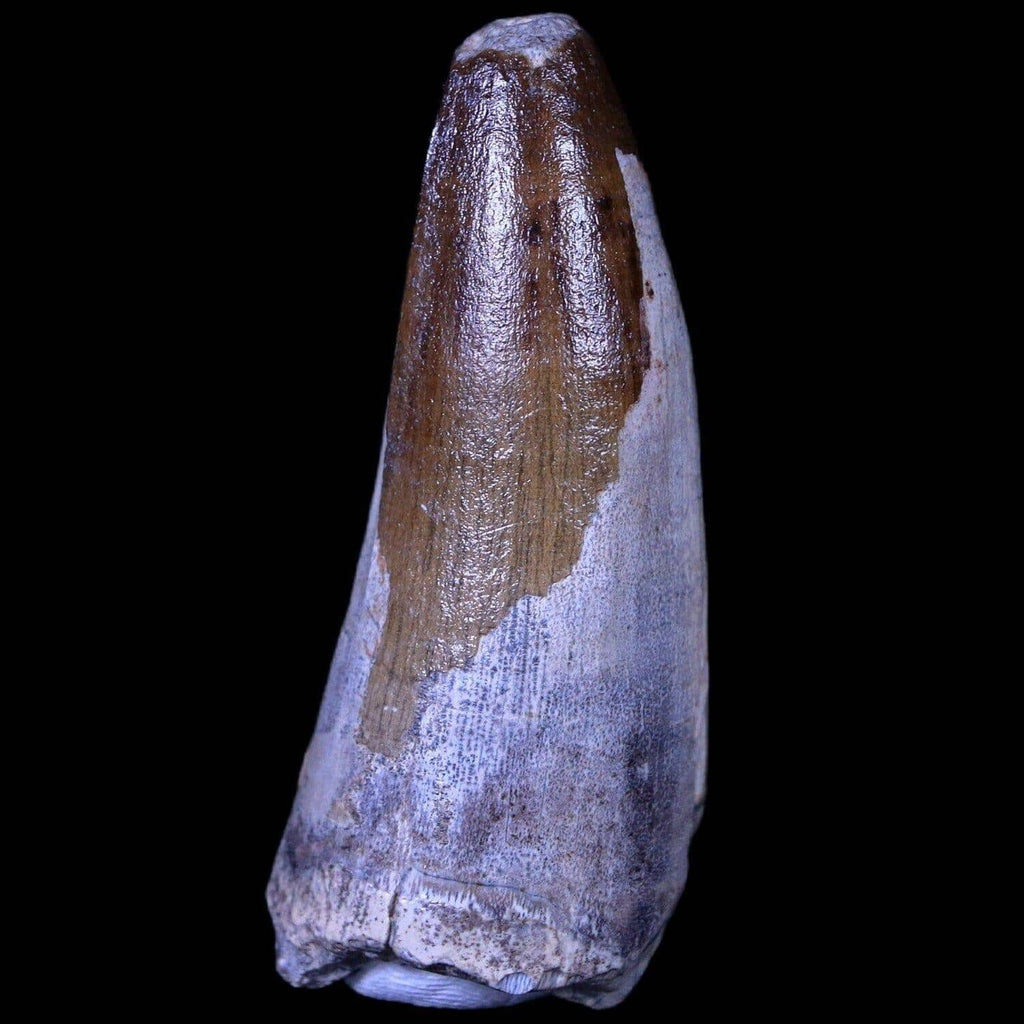 Buy Sarcosuchus Crocodile Fossils | Rare Cretaceous Teeth