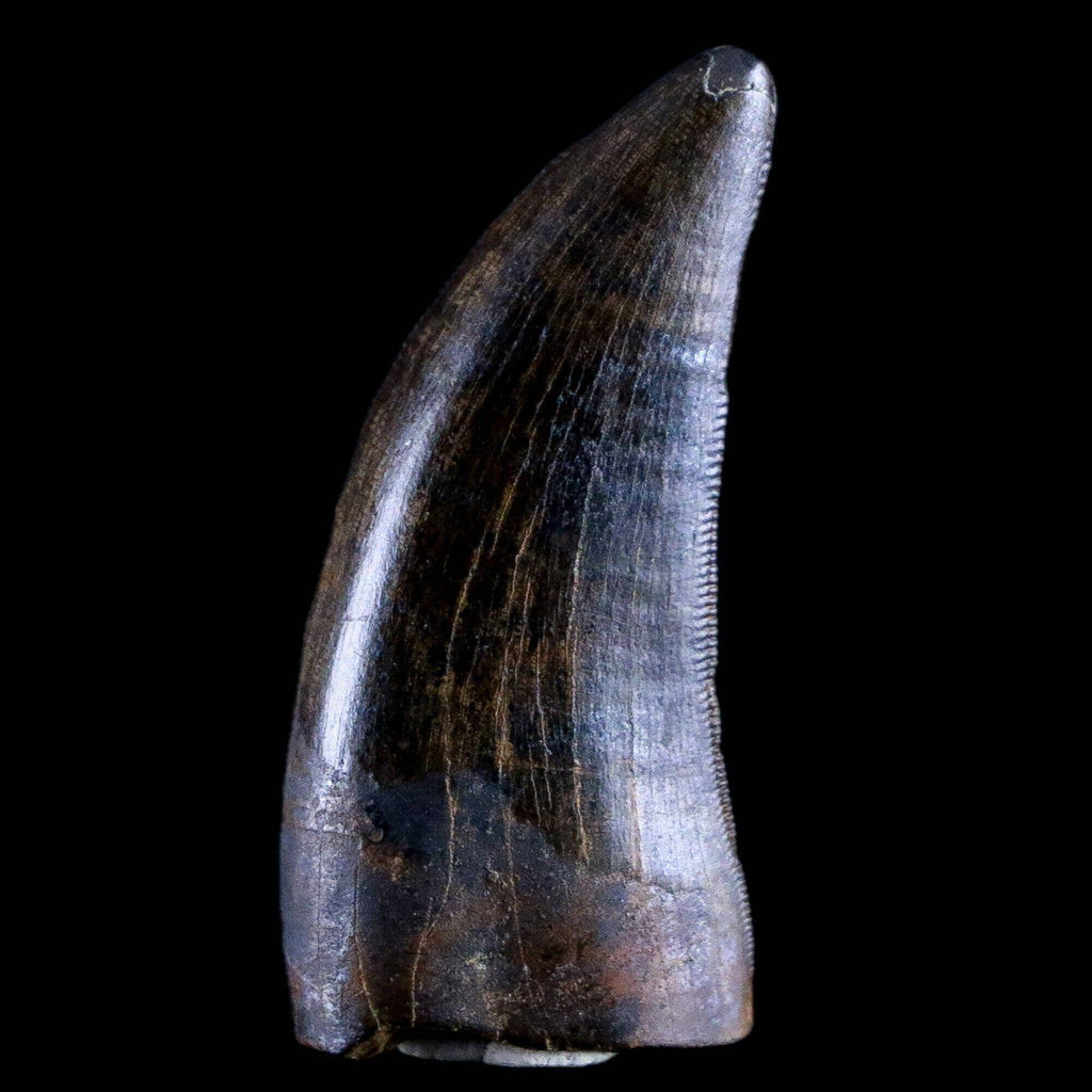 Buy Gorgosaurus Teeth | Rare Cretaceous Fossils