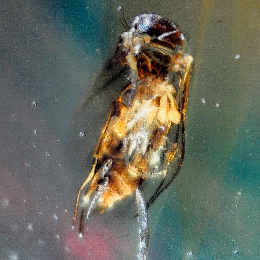 Burmese Insect Amber Unknown Flying Fossil Cretaceous Bermite Dinosaur Age