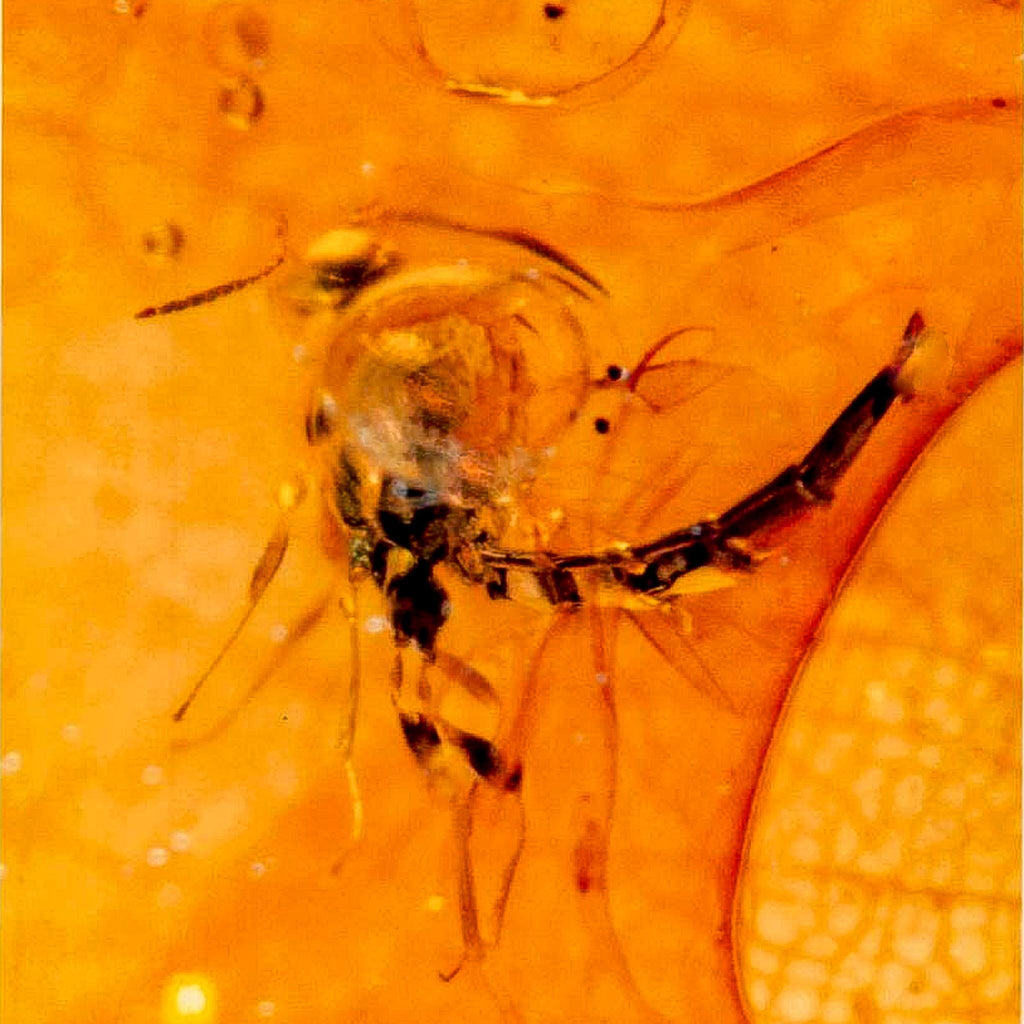 Burmese Insect Amber Hymenoptera Wasp Bee Fossil Cretaceous Bermite ...