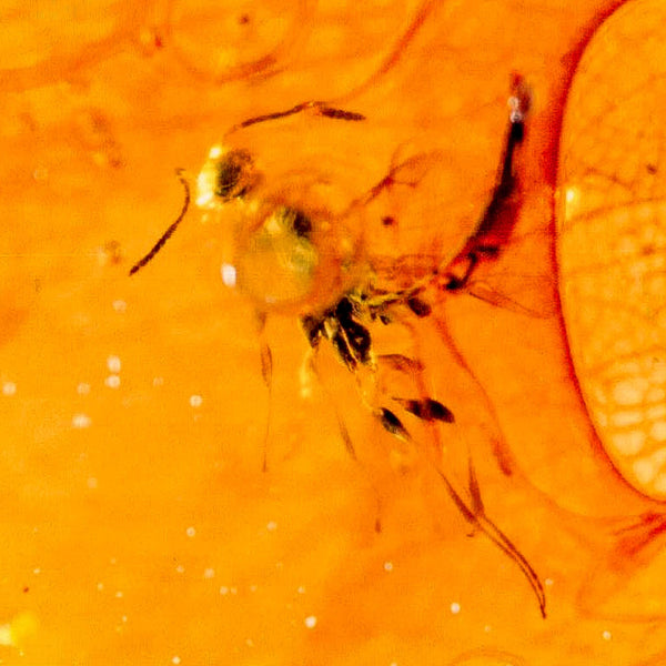 Burmese Insect Amber Hymenoptera Wasp Bee Fossil Cretaceous Bermite ...