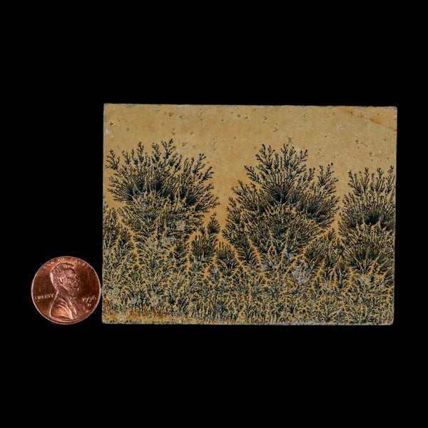 3.1" Pyrolusite Dendritic Sandstone Solnhofen Upper Jurassic Age West ...