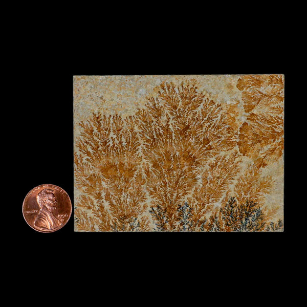 3.1" Pyrolusite Dendritic Sandstone Solnhofen Upper Jurassic Age West ...