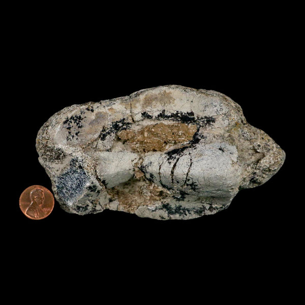 5.2" Brontothere Fossil Knee Bone Eocene Age Badlands S Dakota ...