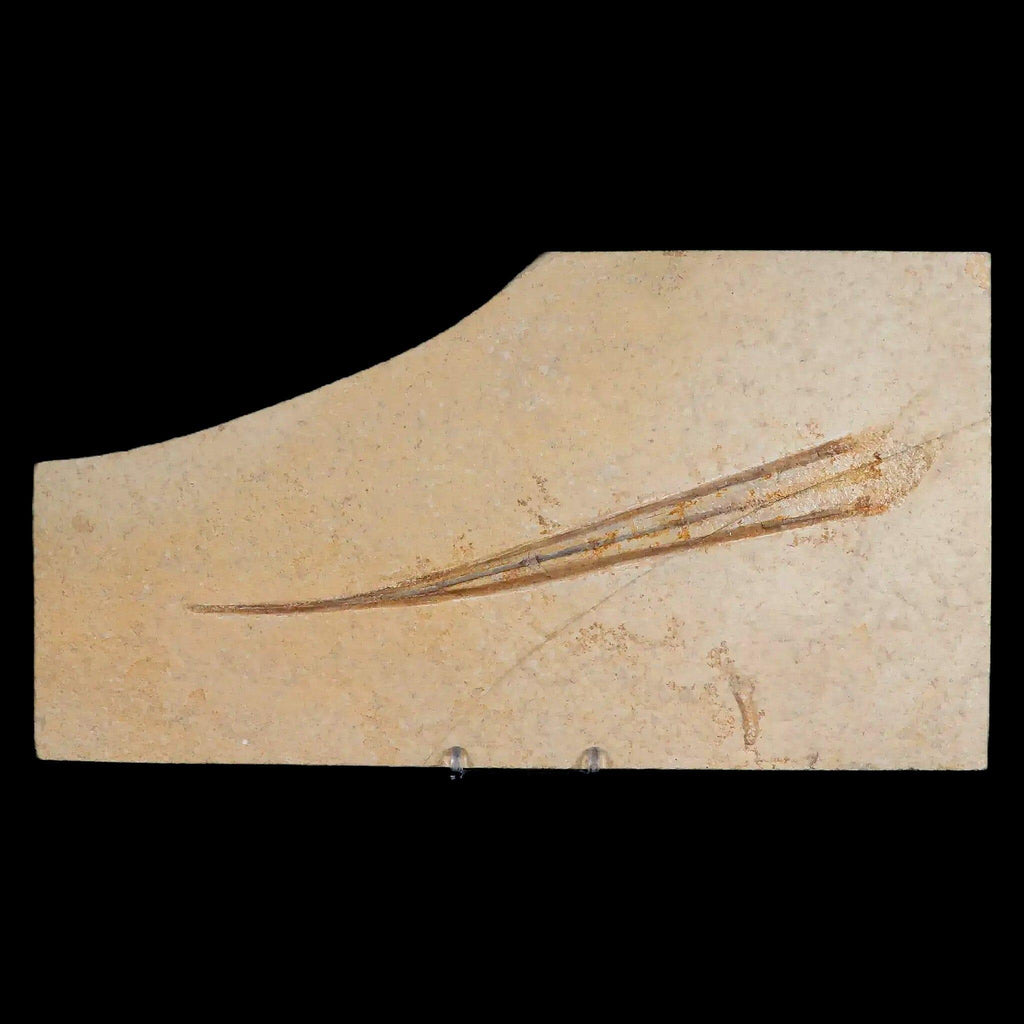 88 Plesioteuthis Prisca Fossil Squid Upper Jurassic Age Solnhofen FM ...