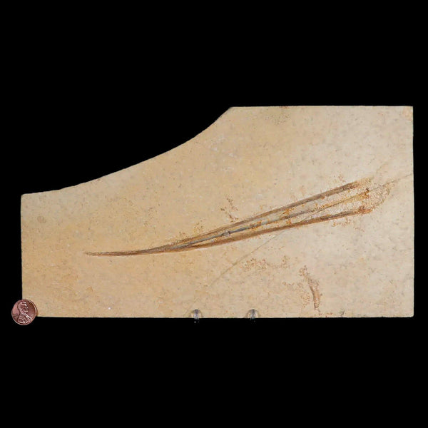 88 Plesioteuthis Prisca Fossil Squid Upper Jurassic Age Solnhofen FM ...