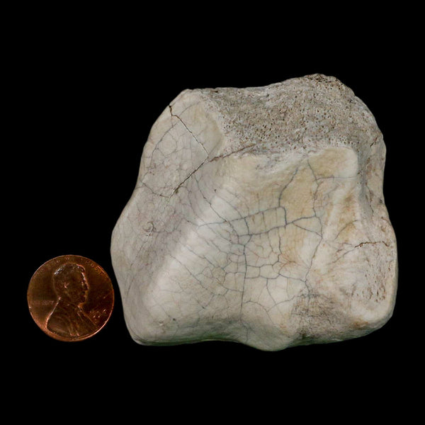 24 Brontothere Fossil Ankle Bone Eocene Age Badlands S Dakota ...