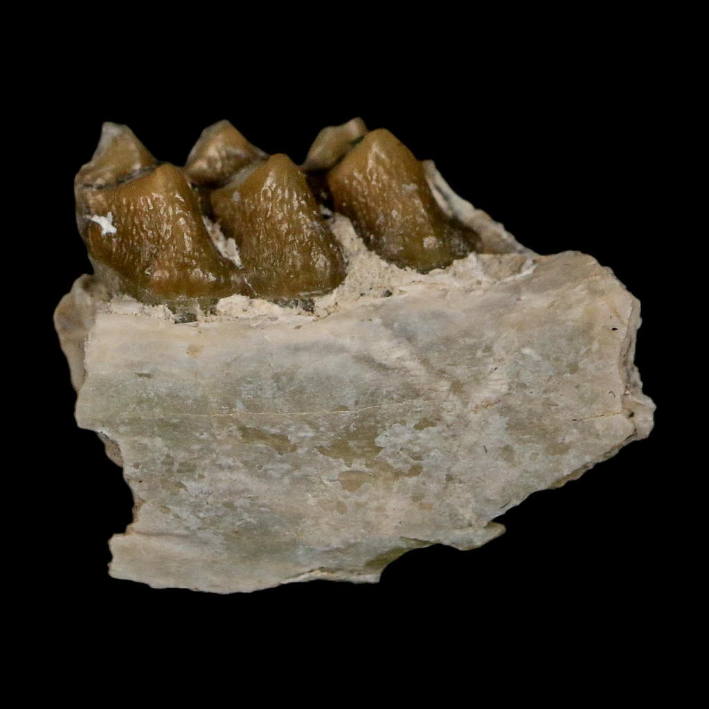 06 Leptomeryx Evansi Oligocene Age Fossil Deer Jaw Teeth Wyoming ...