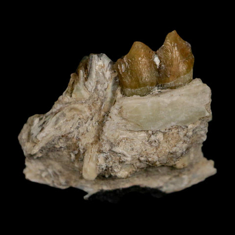 06 Leptomeryx Evansi Oligocene Age Fossil Deer Jaw Teeth Wyoming ...