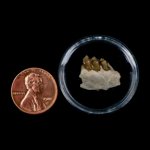 06 Leptomeryx Evansi Oligocene Age Fossil Deer Jaw Teeth Wyoming ...