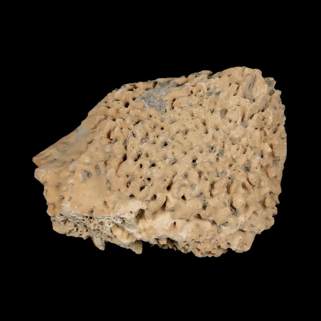 19 Glyptodon Fossil Osteoderm Spike Scute Plate Bony Armor Pleistocene ...