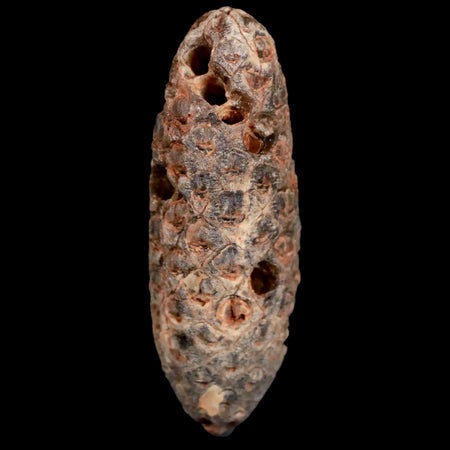 Pine Cone Fossils For Sale - Fossil Age Minerals