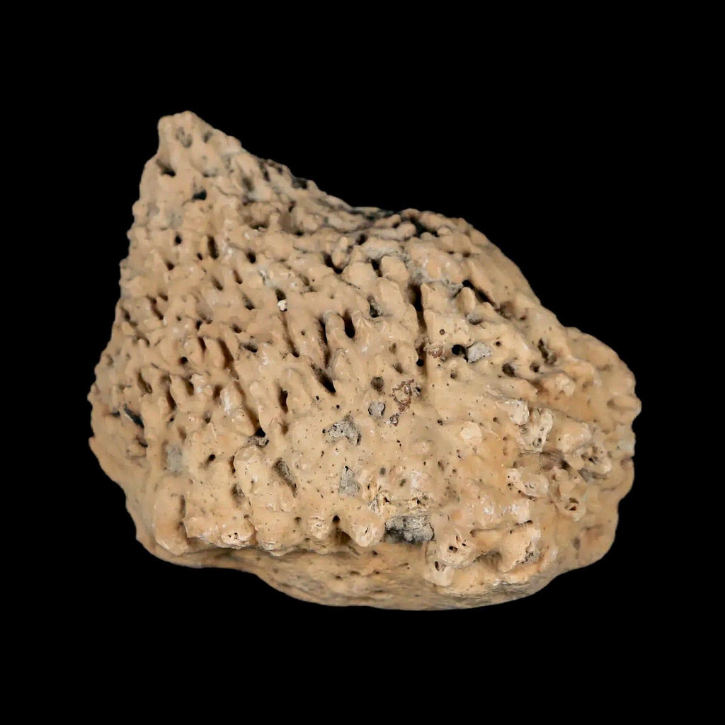 18 Glyptodon Fossil Osteoderm Spike Scute Plate Bony Armor Pleistocene ...