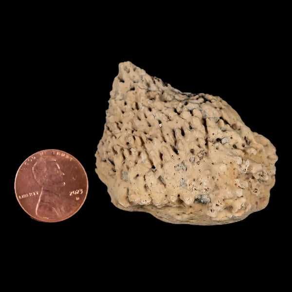 18 Glyptodon Fossil Osteoderm Spike Scute Plate Bony Armor Pleistocene ...