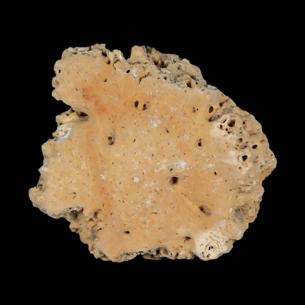 13 Glyptodon Fossil Osteoderm Scute Plate Bony Armor Pleistocene ...