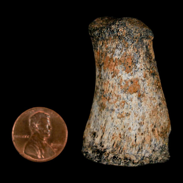 2 Brachylophosaurus Fossil Finger Bone Cretaceous Dinosaur Judith River ...