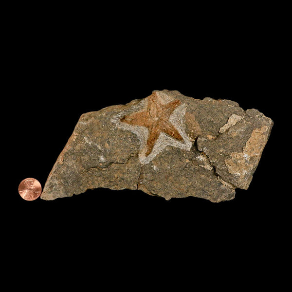 53MM Brittle Star Petraster Starfish Fossil Ordovician Age Blekus ...