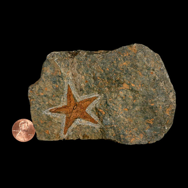 39MM Brittlestar Petraster Starfish Fossil Ordovician Age Blekus ...