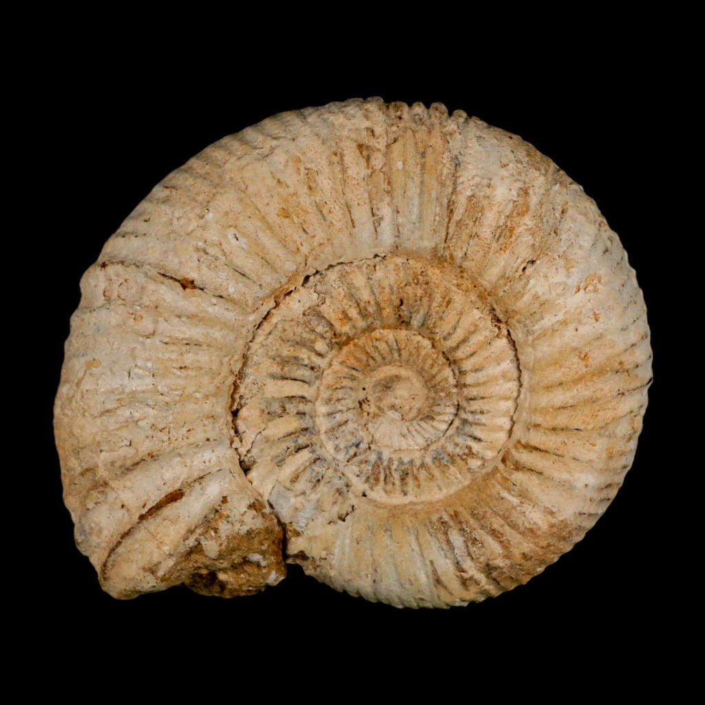 85MM Perisphinctes Ammonite Fossil Nautilus Madagascar Jurassic Age COA