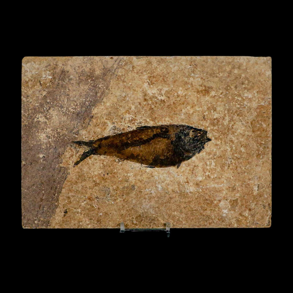 XL 48 Knightia Eocaena Fossil Fish Green River FM WY Eocene Age COA Stand