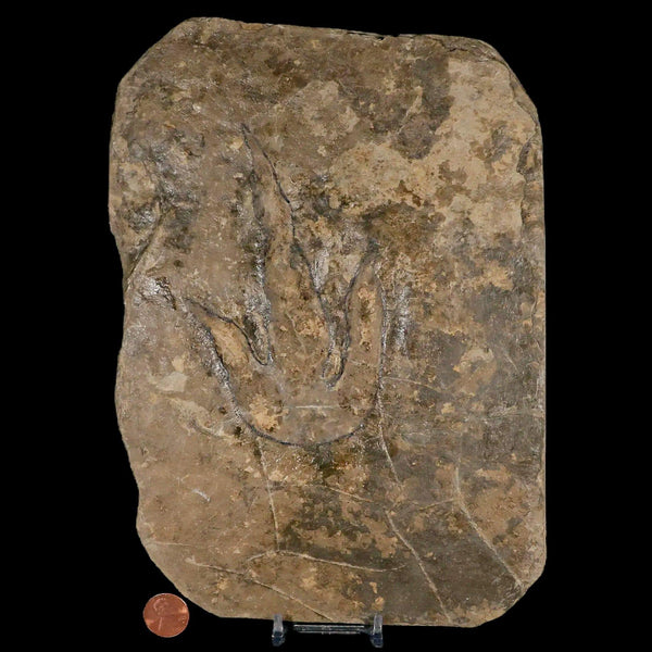 5.2" Grallator Variabilis Dinosaurs Tracks Foot Prints Jurassic Age ...