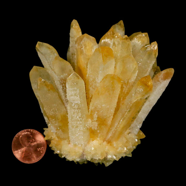 31 Yellow Phantom Ghost Quartz Crystal Chlorite Cluster Mineral Specimen