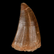 Dinosaur Fossil Teeth For Sale - Fossil Age Minerals