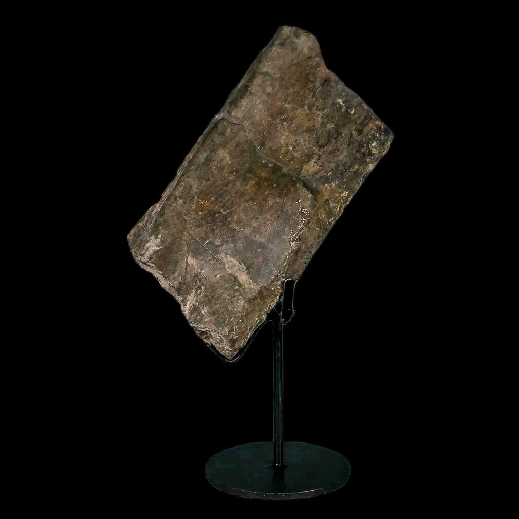5.8" Diplodocus Dinosaur Fossil Rib Bone Morrison FM WY Jurassic Age ...