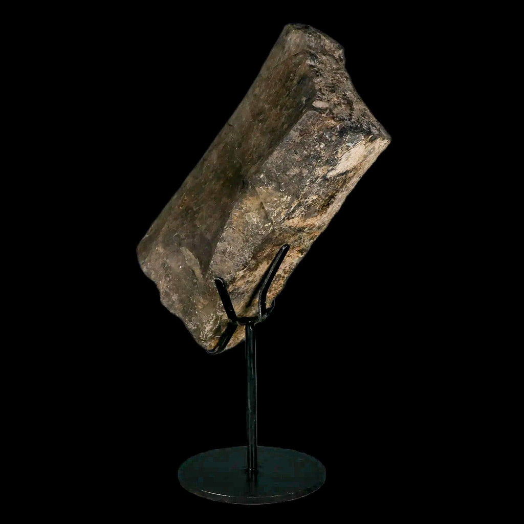 5.8" Diplodocus Dinosaur Fossil Rib Bone Morrison FM WY Jurassic Age ...