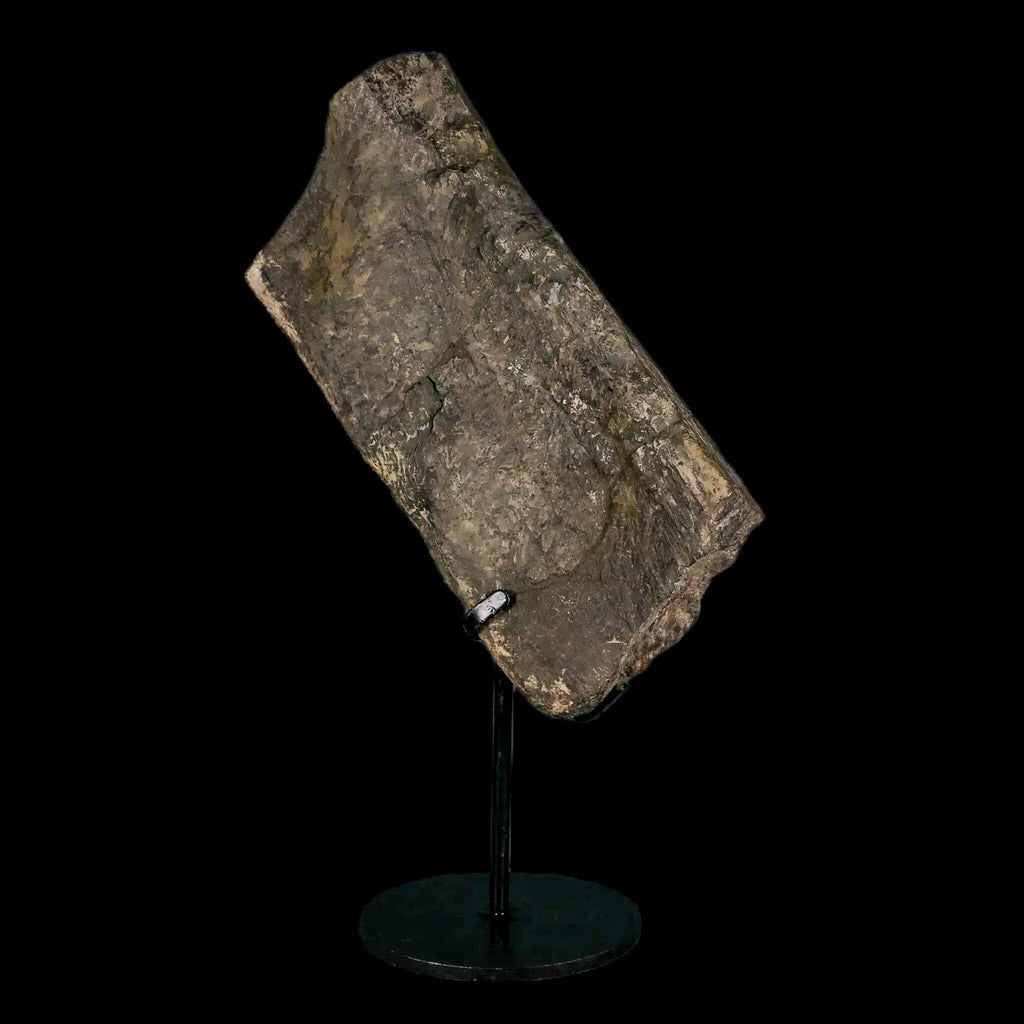 5.8" Diplodocus Dinosaur Fossil Rib Bone Morrison FM WY Jurassic Age ...