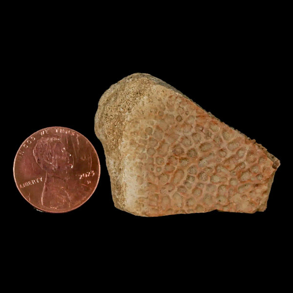 16 Fossil Turtle Shell Judith River Formation Montana Dinosaur ...