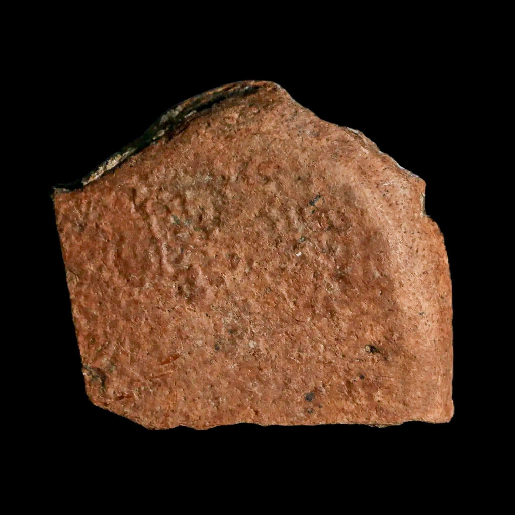 14 Fossil Turtle Shell Judith River Formation Montana Dinosaur ...