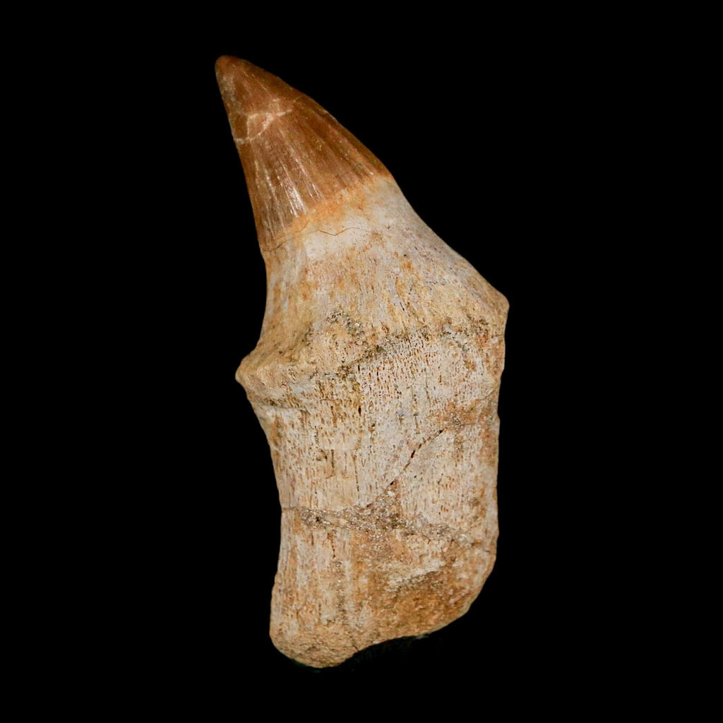 21 Mosasaur Platecarpus Fossil Tooth Rooted Cretaceous Dinosaur Era COA