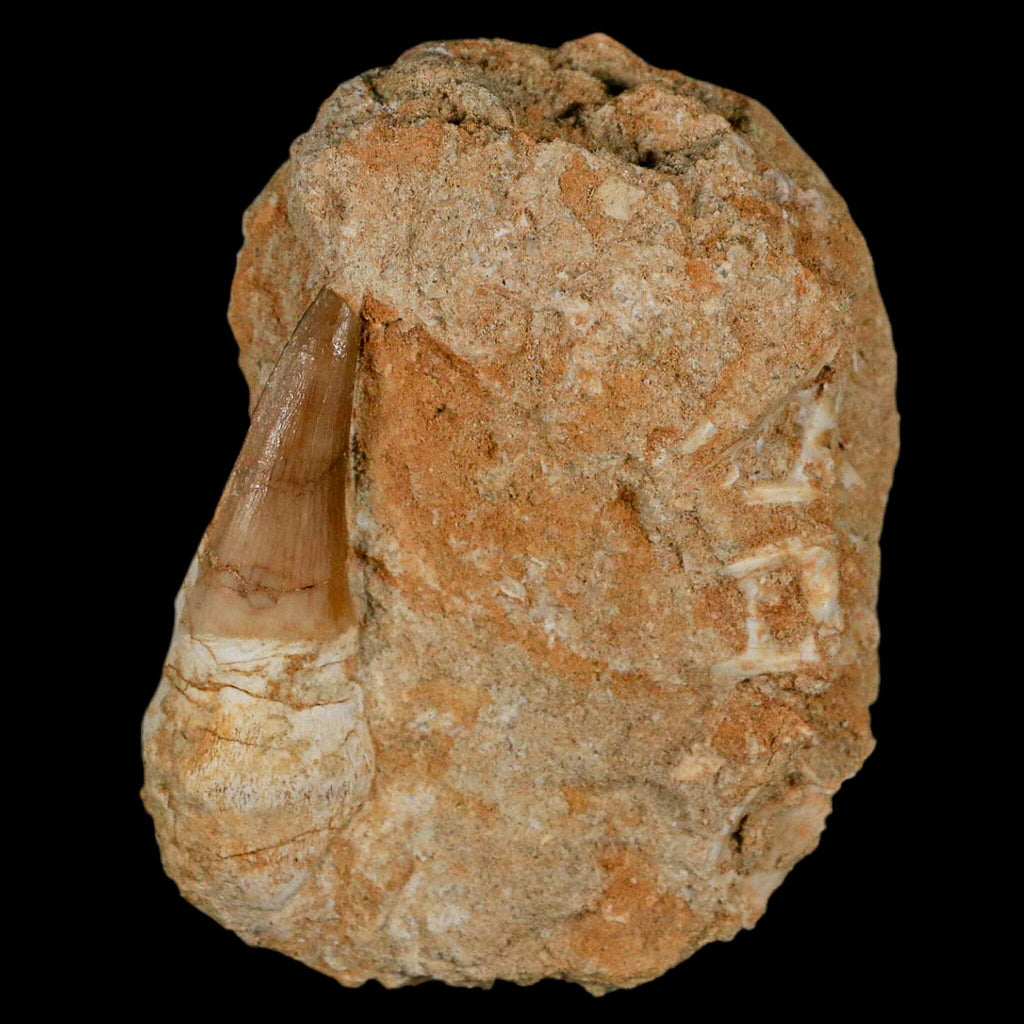 21 Mosasaur Prognathodon Fossil Tooth Rooted In Matrix Cretaceous ...
