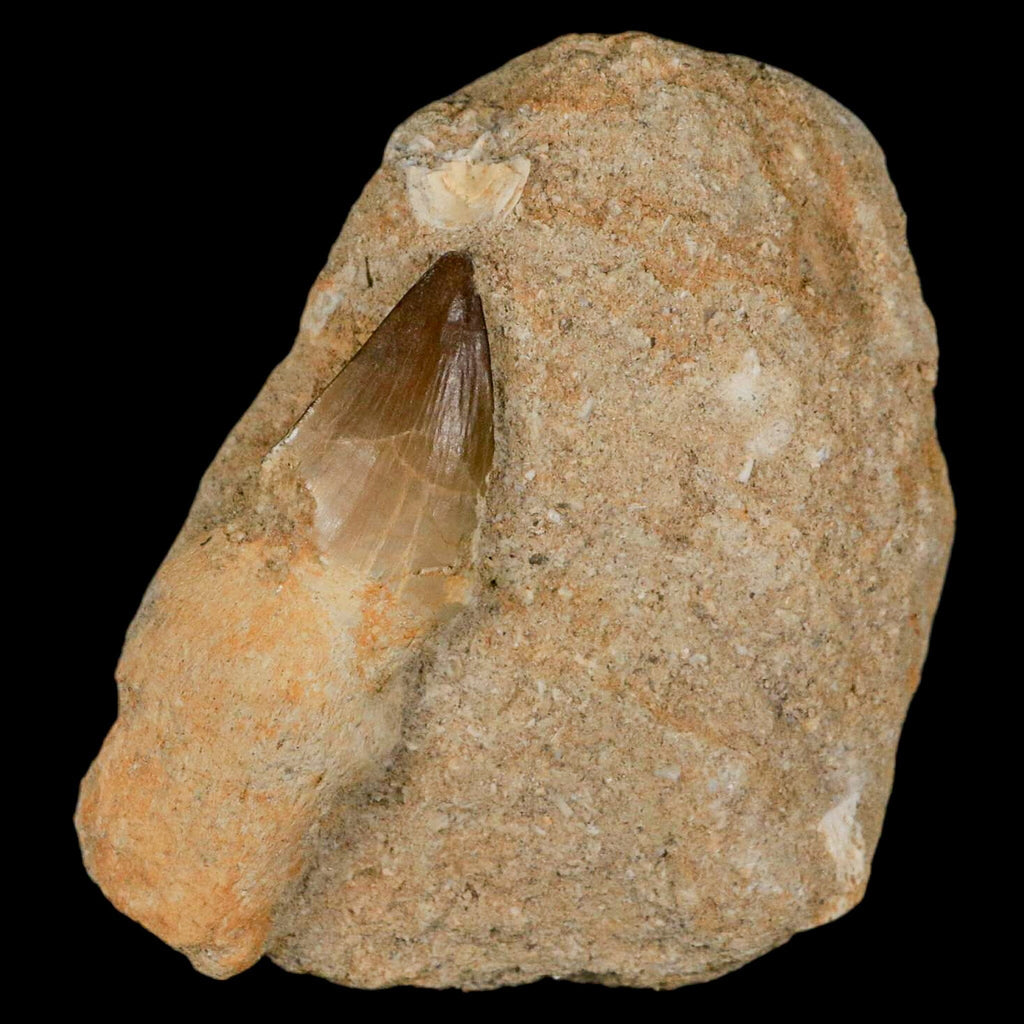 23 Mosasaur Prognathodon Fossil Tooth Rooted In Matrix Cretaceous ...