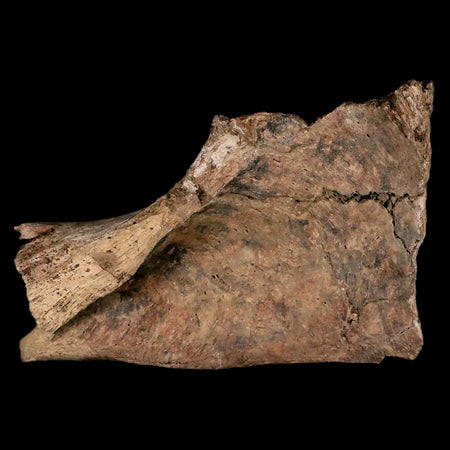Explore Our Dinosaur Fossil Collections | Fossil Age Minerals