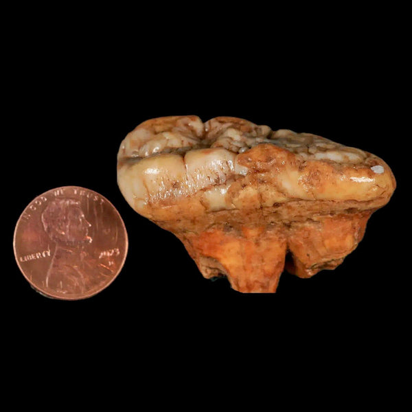 18 Extinct Cave Bear Ursus Spelaeus Molar Tooth Rooted Pleistocene Age COA