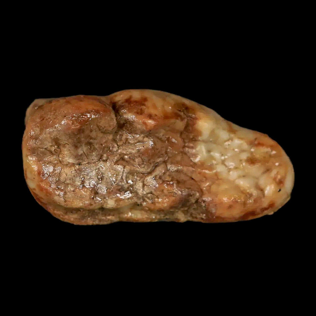 18 Extinct Cave Bear Ursus Spelaeus Molar Tooth Rooted Pleistocene Age COA