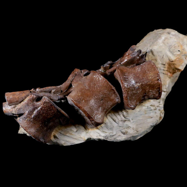 5" Corythosaurus Dinosaur Fossil Tail Vertebrae Bones And Tendons In ...