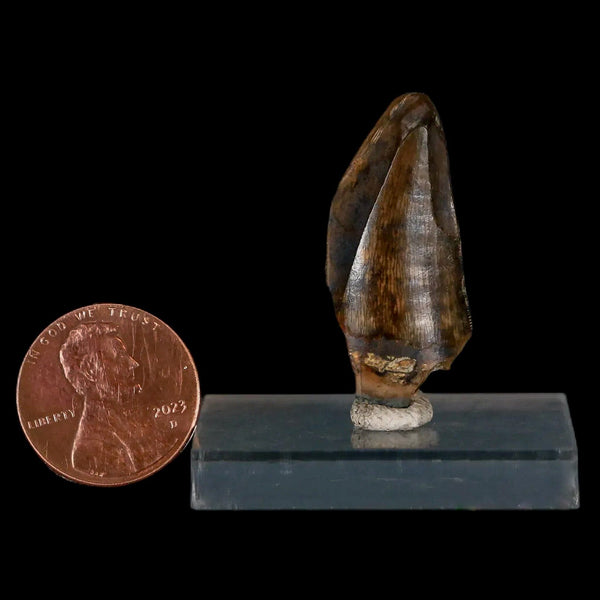1.3" Tyrannosaurus Rex Fossil Tooth Section Lance Creek Cretaceous ...
