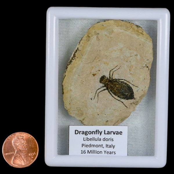 0.9" Dragonfly Larvae Fossil Libellula Doris Plate Upper Miocene ...