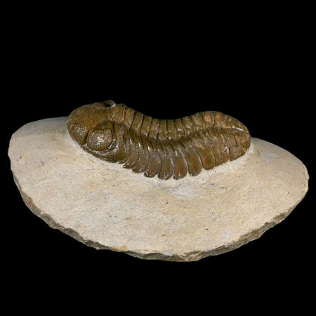 Fossils for Sale Online – Fossil Age Minerals