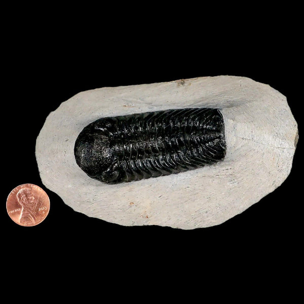 25 Moroccops Trilobite Fossil Devonian Morocco 400 Million Years Old COA